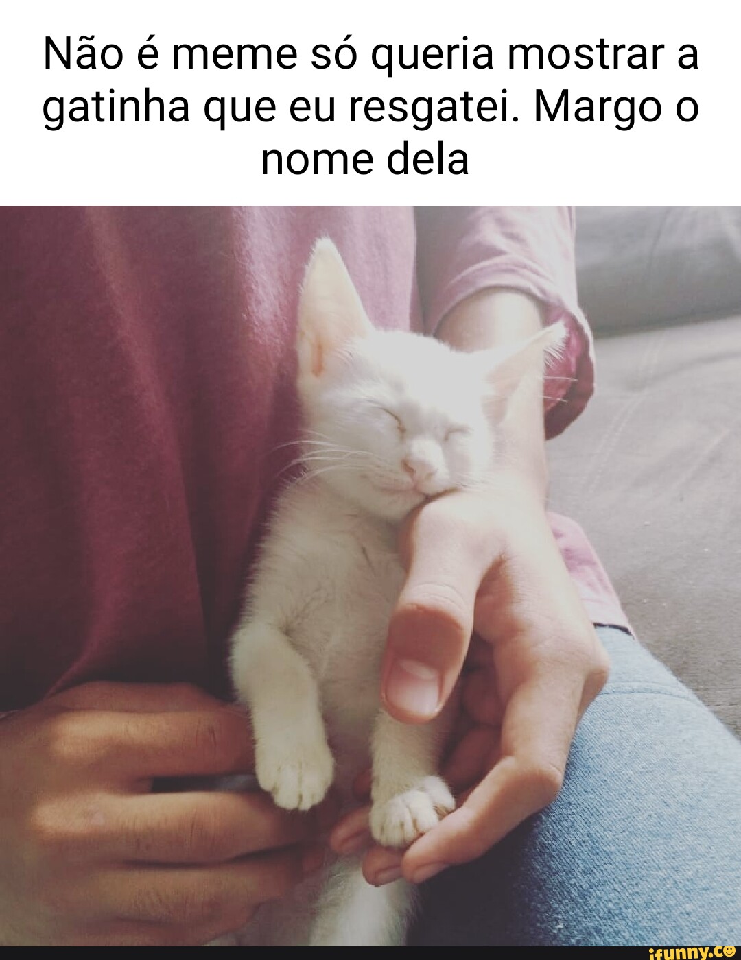 Não é Meme Só Queria Mostrar A Gatinha Que Eu Resgatei Margo O Nome