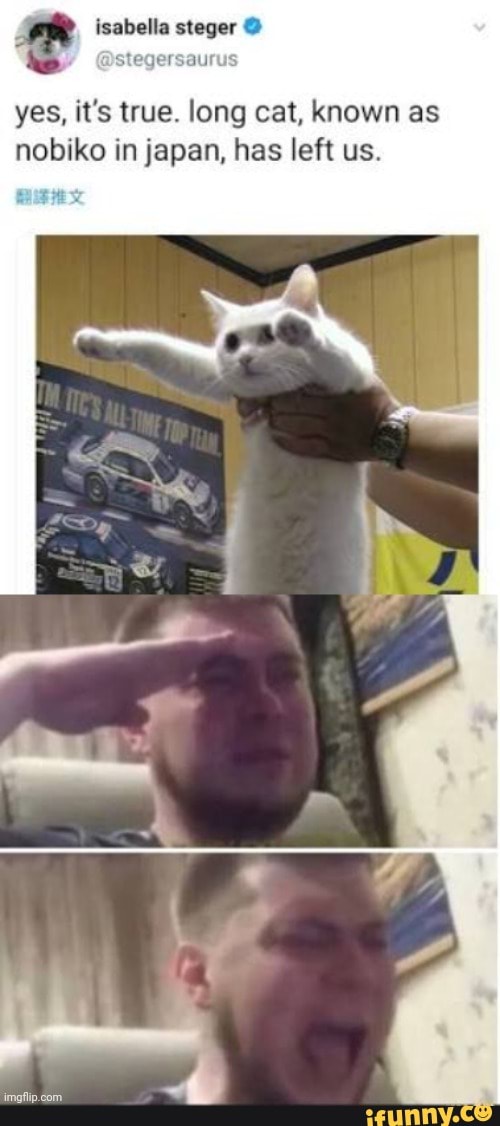 Isabella steger stegersaurus yes, it's true. long cat, known as nobiko ...