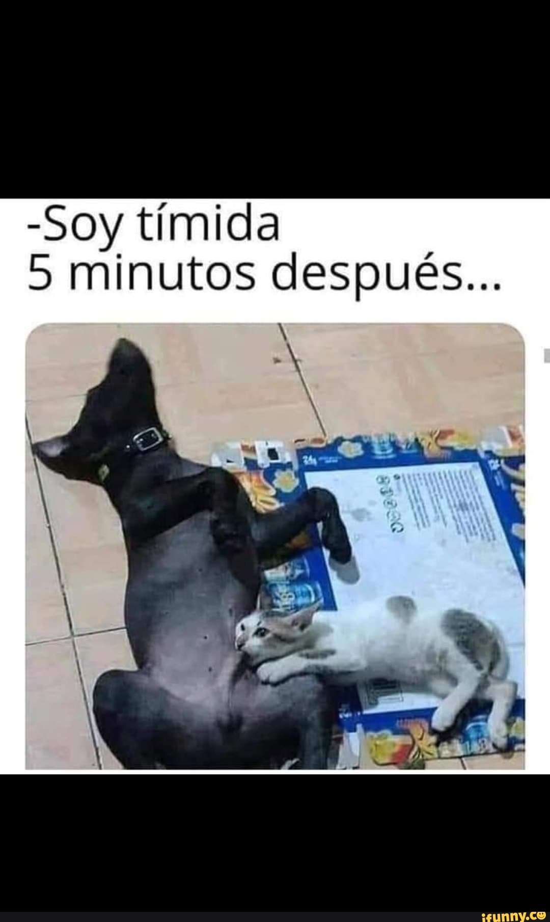 -Soy tímida 5 minutos después... - iFunny Brazil
