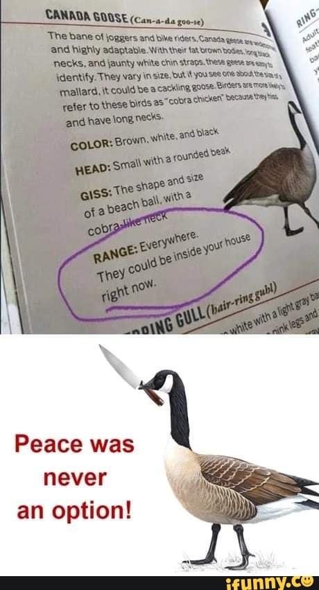 Peace was never an option! - iFunny Brazil