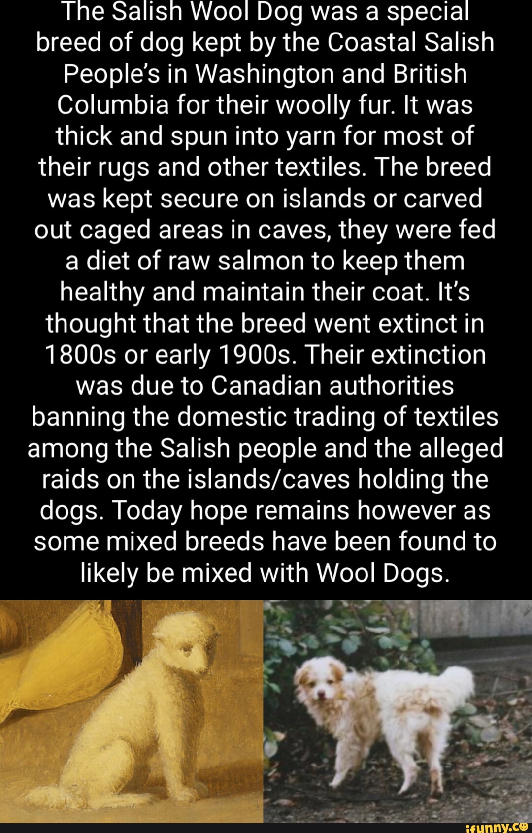 The Salish Wool Dog was a special breed of dog kept by the Coastal ...