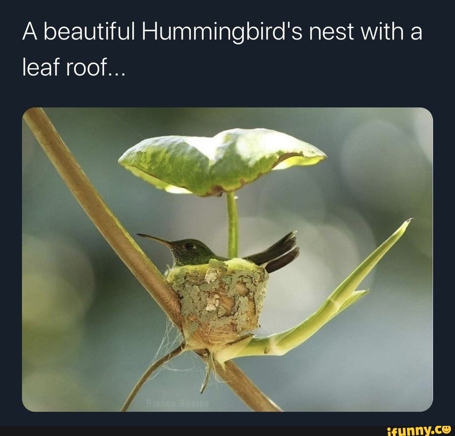 Hummingbirds memes. Best Collection of funny Hummingbirds pictures on ...