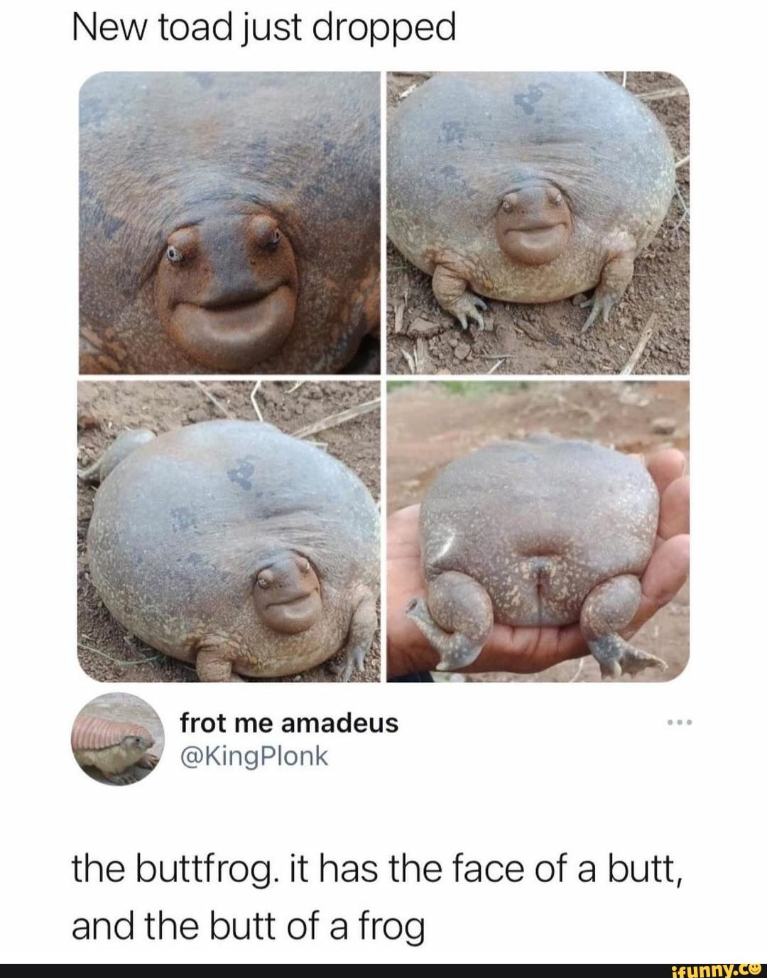 New toad just dropped the buttfrog. it has the face of a butt, and the butt of a frog - iFunny ...