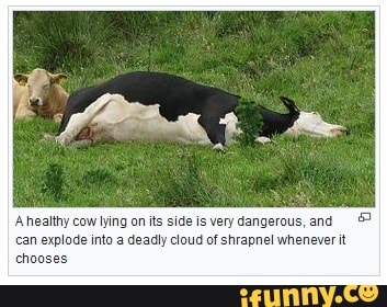 A healthy cow lying on its side is very dangerous, and can explode into ...