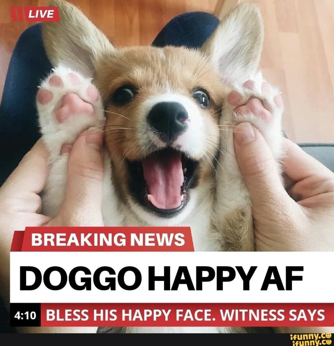 Dog Happy Face Meme