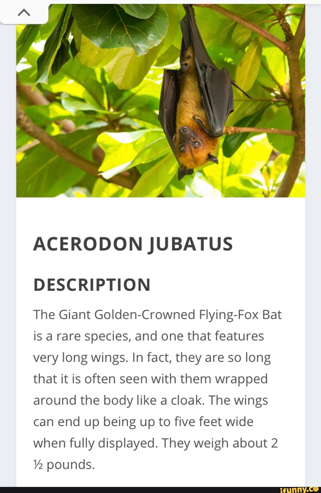 ACERODON JUBATUS DESCRIPTION The Giant Golden-Crowned Flying-Fox Bat is ...