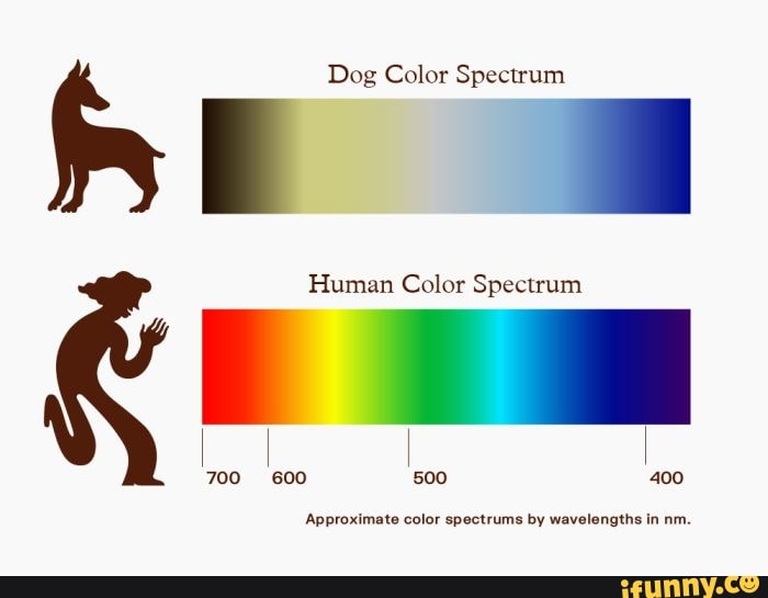 Dog Color Spectrum Human Color Spectrum 700 600 500 400 Approximate ...