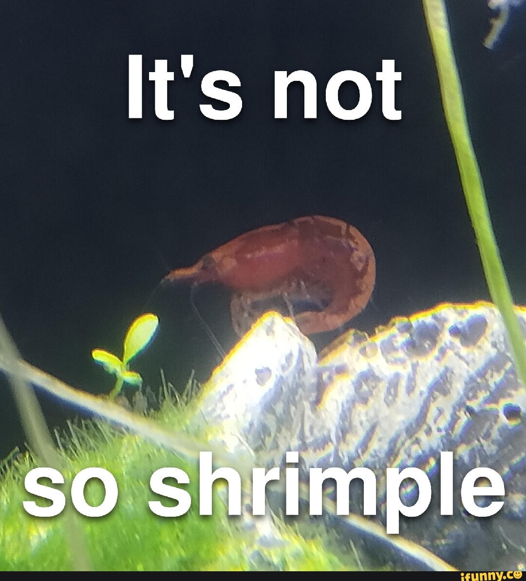 It's not so shrimple - iFunny Brazil