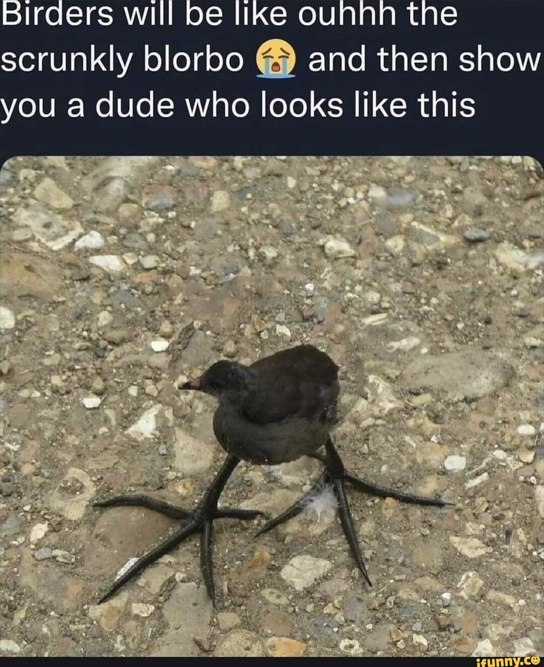 Birders will be like ounhn the runkly blorbo and then show you a dude ...