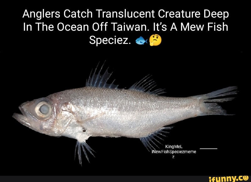 Anglers Catch Translucent Creature Deep In The Ocean Off Taiwan. It's A ...