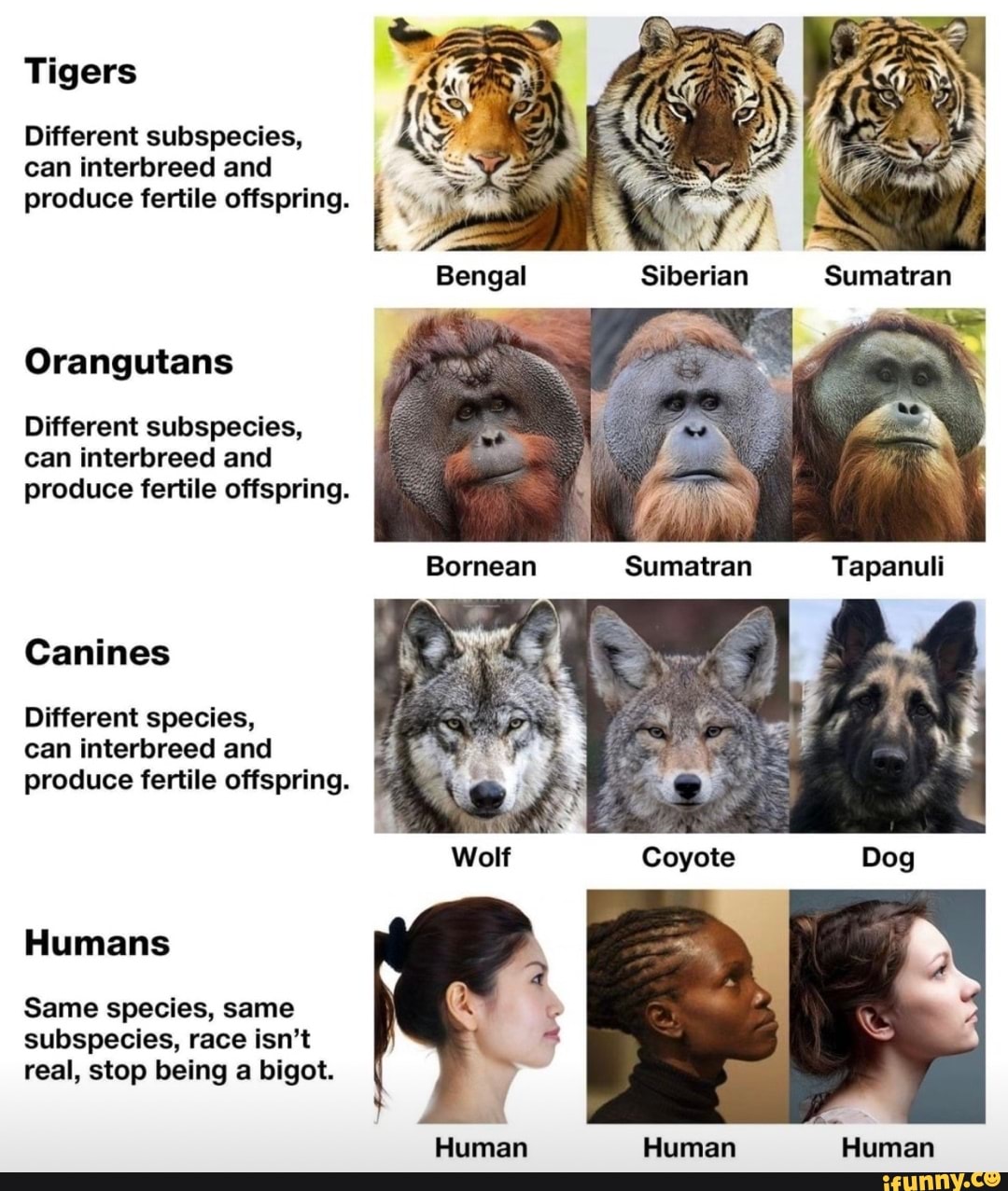 Tigers Different subspecies, can interbreed and produce fertile ...