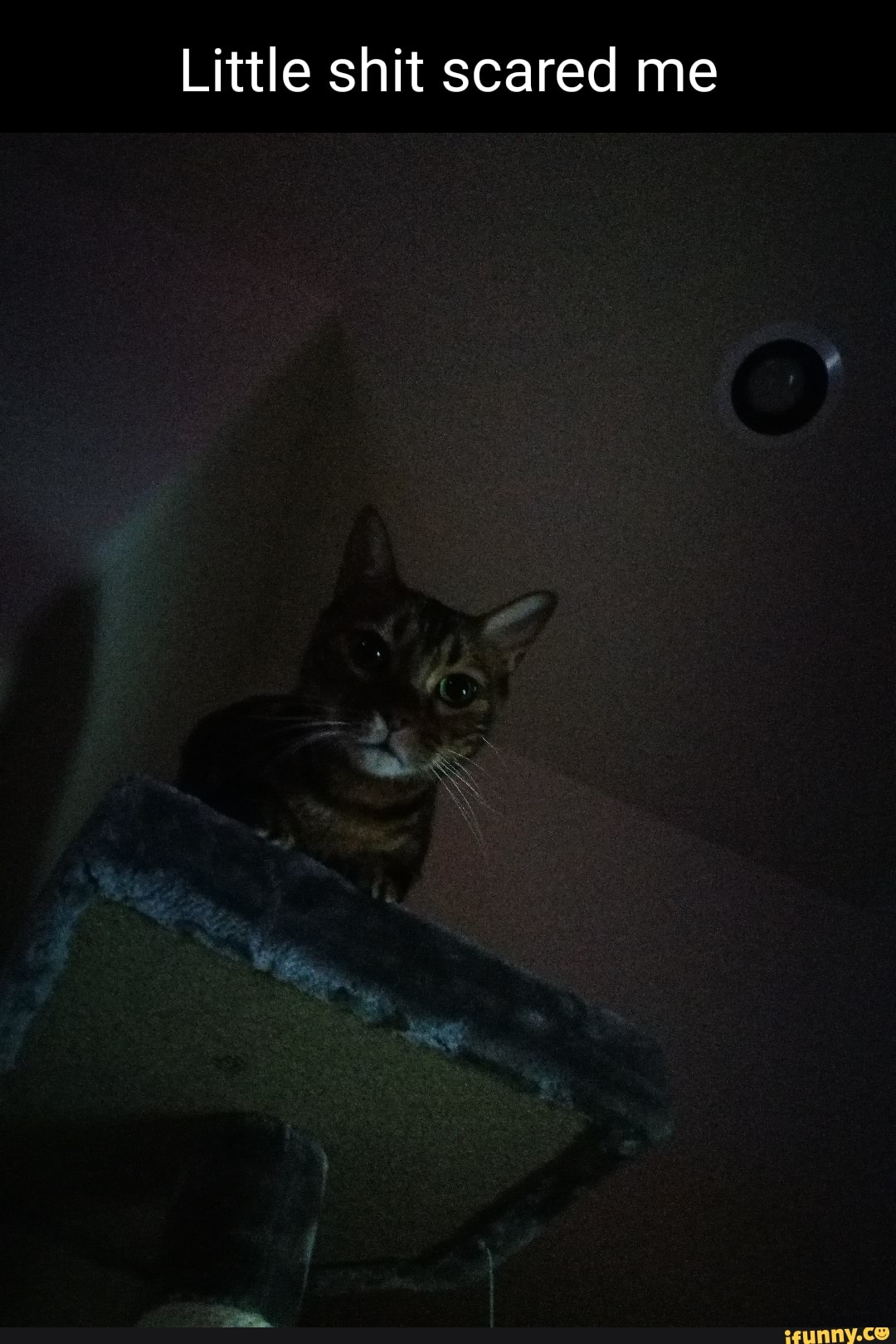 Little shit scared me - iFunny Brazil