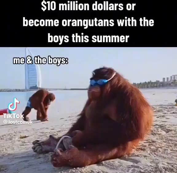Funny Orangutan Meme