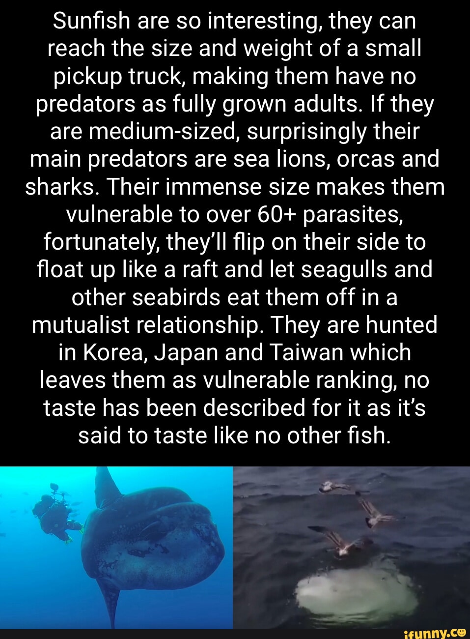 Sunfish are so interesting, they can reach the size and weight of a ...