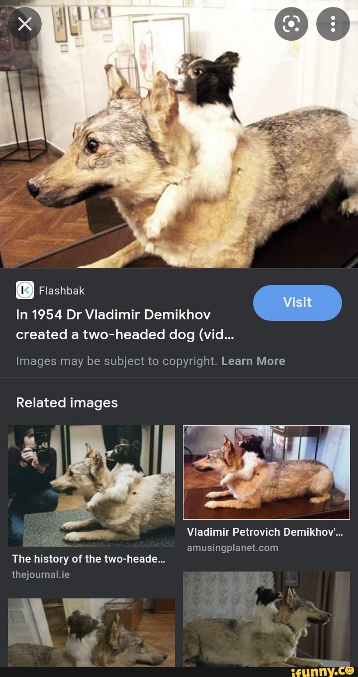 Real Two Headed Dogs