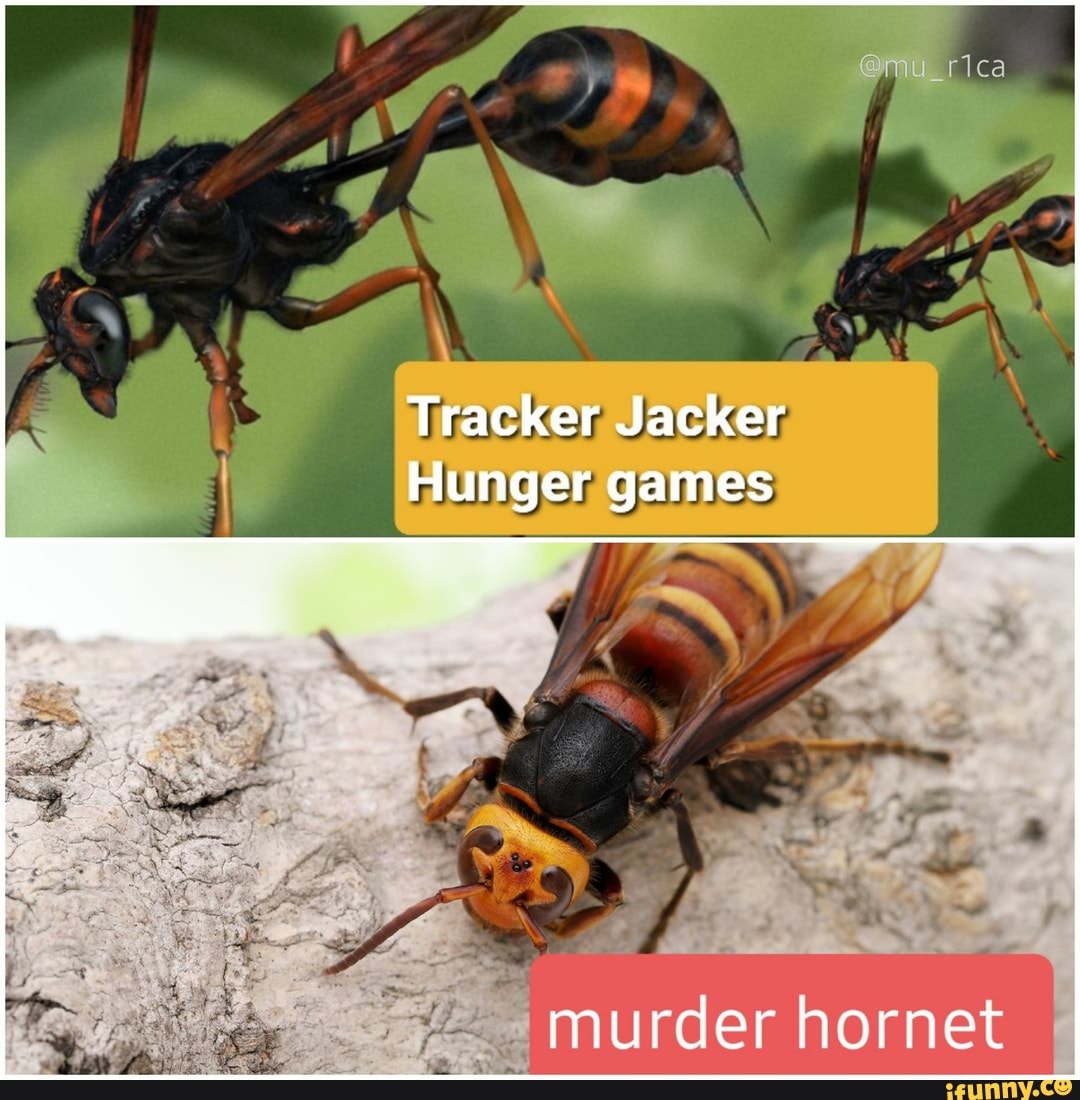 Tracker Jacker. - iFunny Brazil