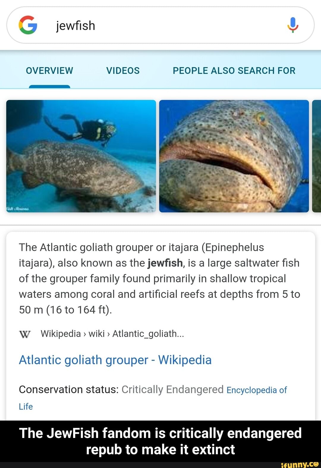 Giant Goliath Grouper Jewfish