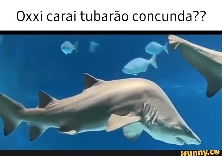 Oxxi caral tubarão concunda?? - iFunny Brazil