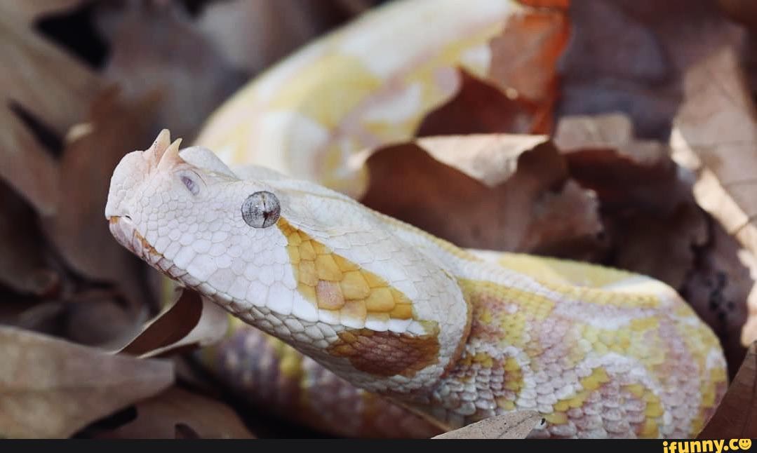 Albino Gaboon Viper
