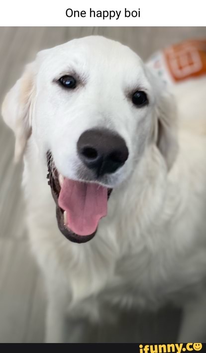 One happy boi - iFunny Brazil