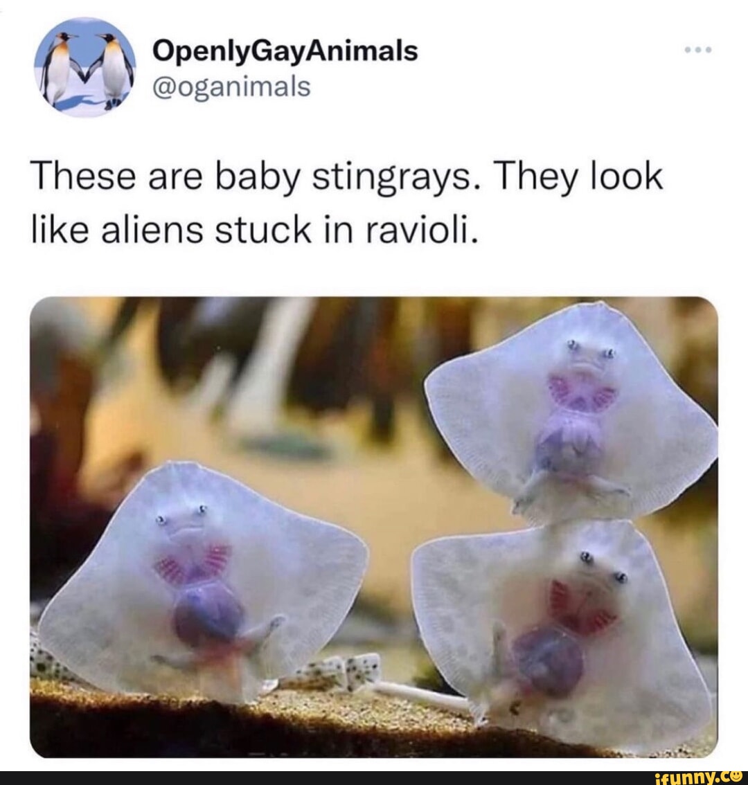 OpenlyGayAnimals @oganimals These are baby stingrays. They look like ...