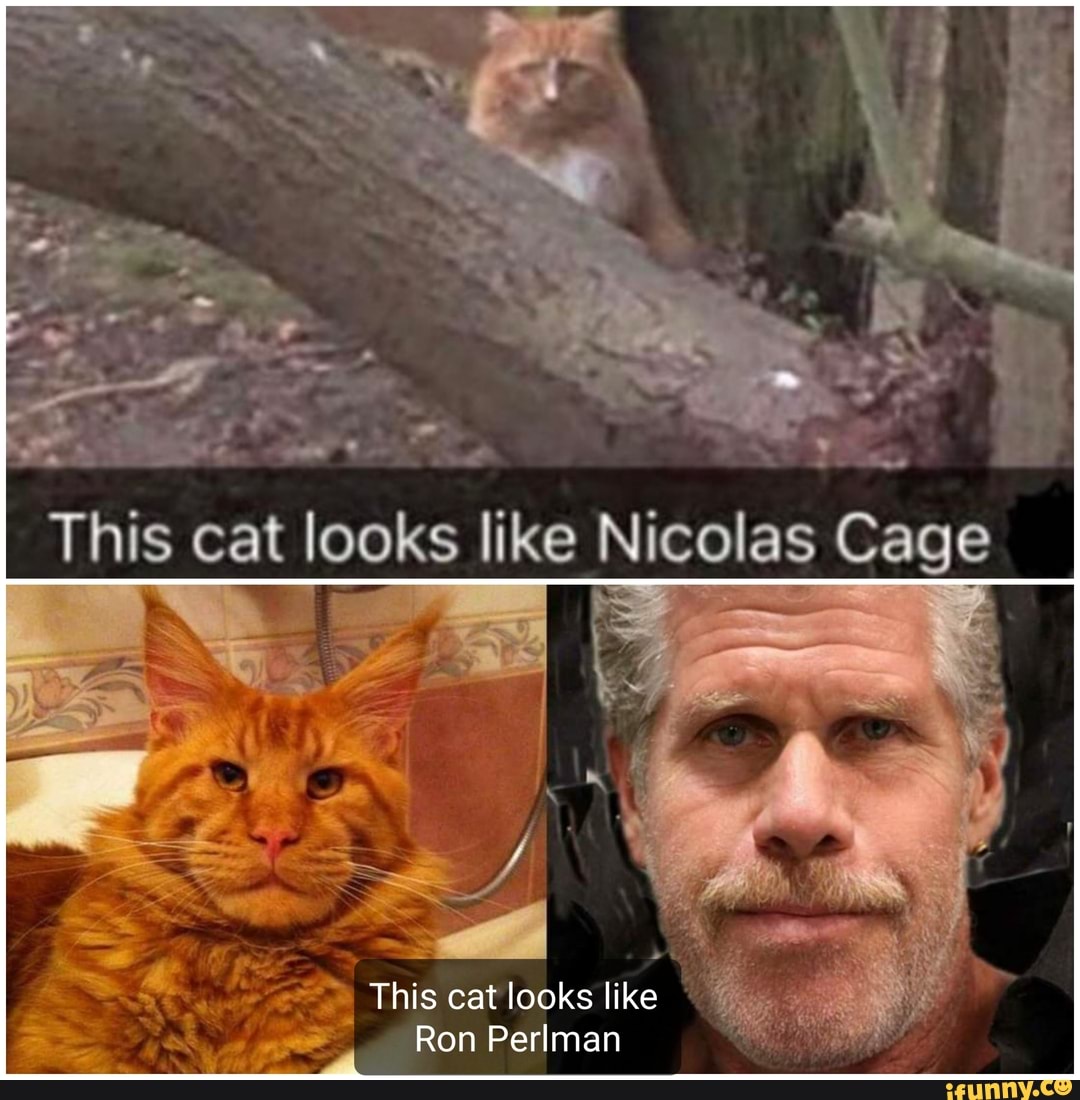 Nicolas Cage Cat Meme