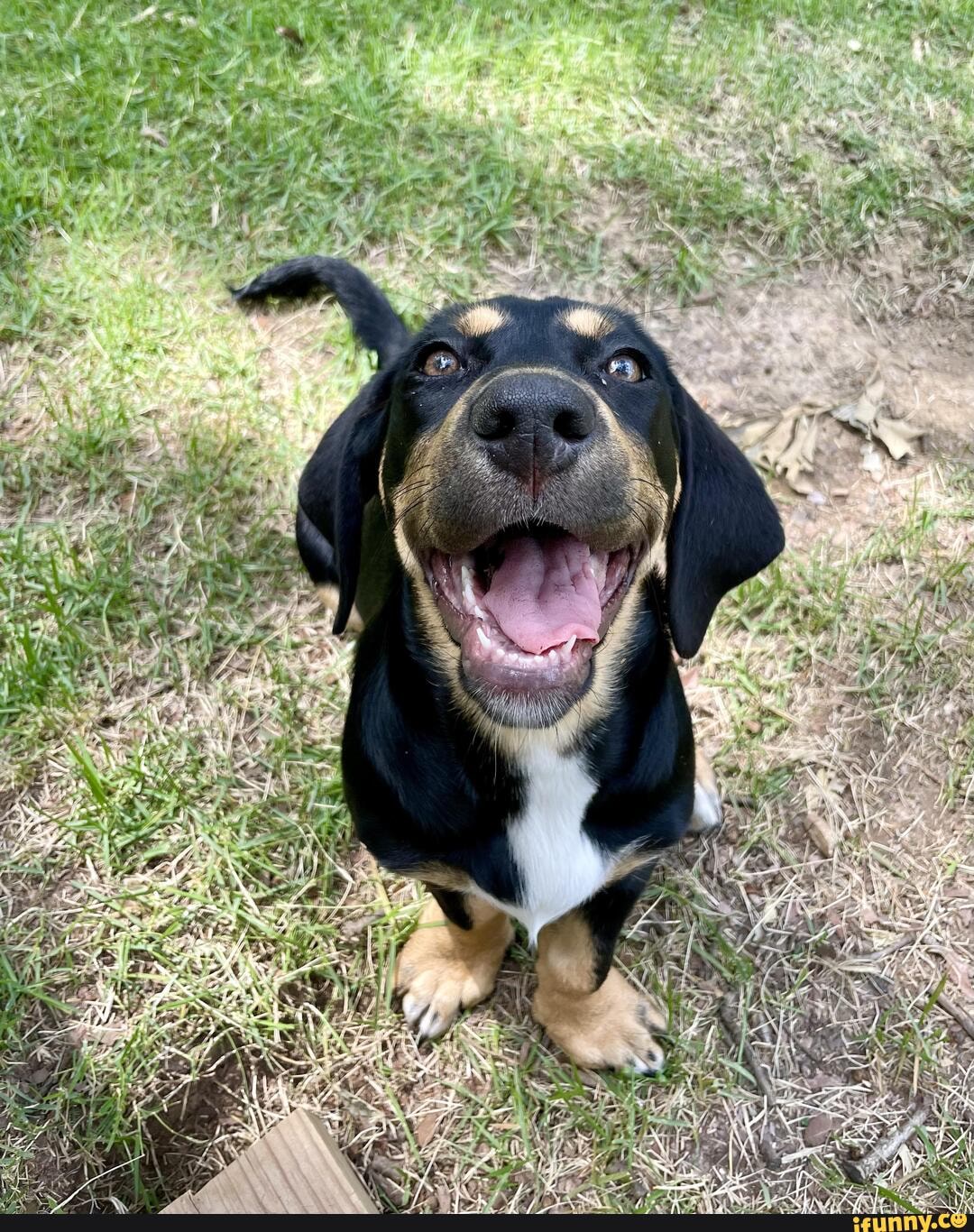 Bassador memes. Best Collection of funny Bassador pictures on iFunny Brazil