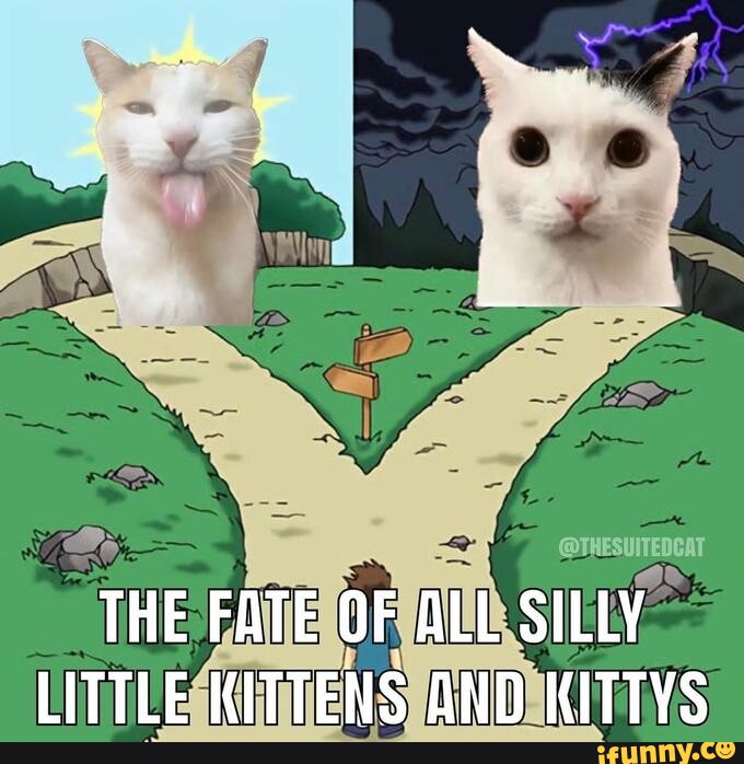 THE FATE OF ALL SILLY LITTLE KITTENS AND KITTYS - iFunny Brazil