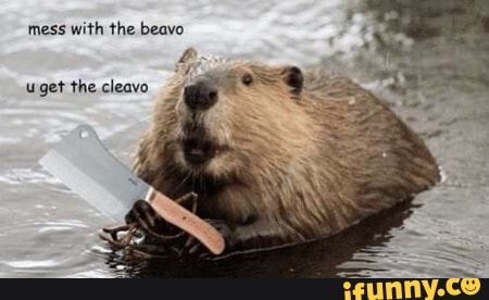 Beavo memes. Best Collection of funny Beavo pictures on iFunny Brazil