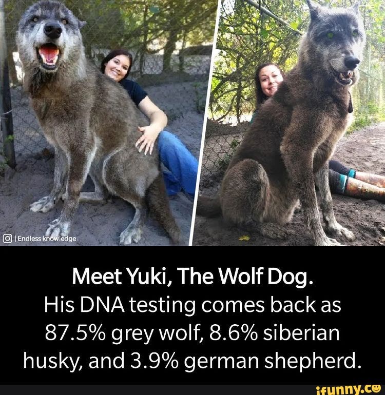 Meet Yuki, The Wolf Dog. His DNA testing comes back as 87.5% grey wolf ...