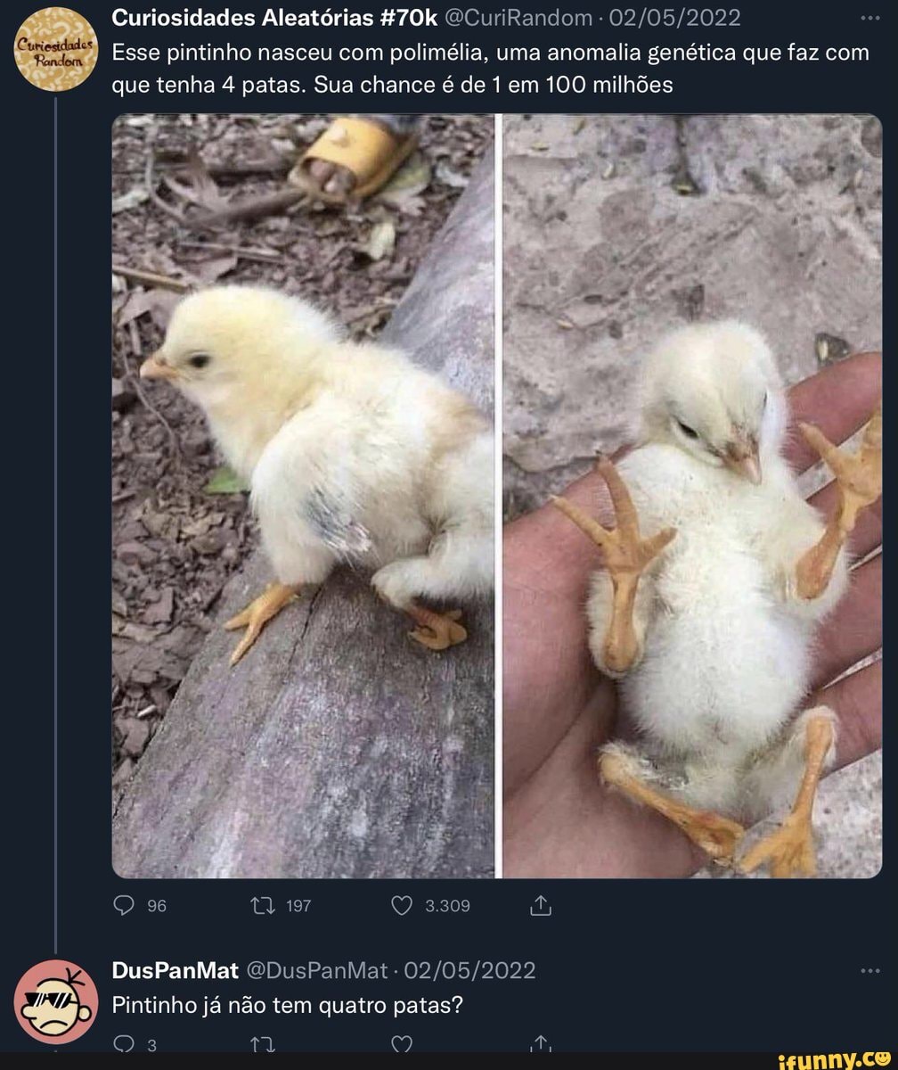 Curiosidades Aleatórias Esse pintinho nasceu com polimélia, uma ...