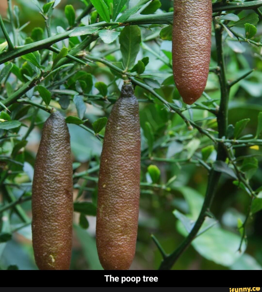 The poop tree - The poop tree - iFunny Brazil