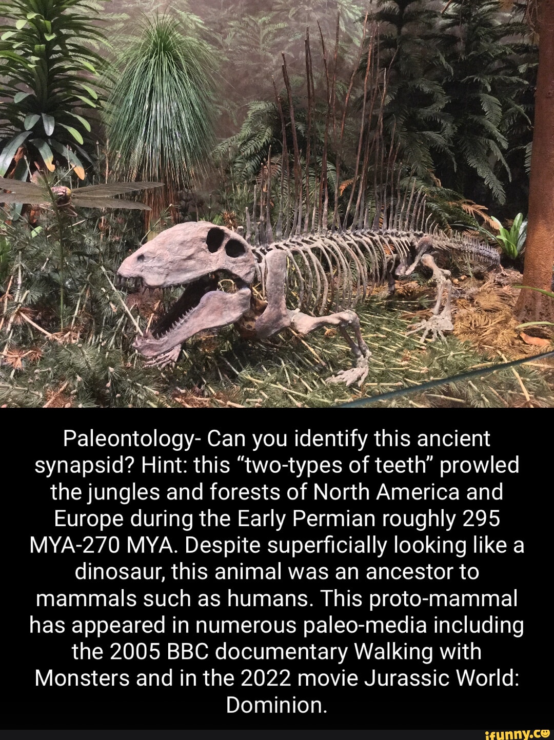Paleontology- Can you identify this ancient synapsid? Hint: this "two ...