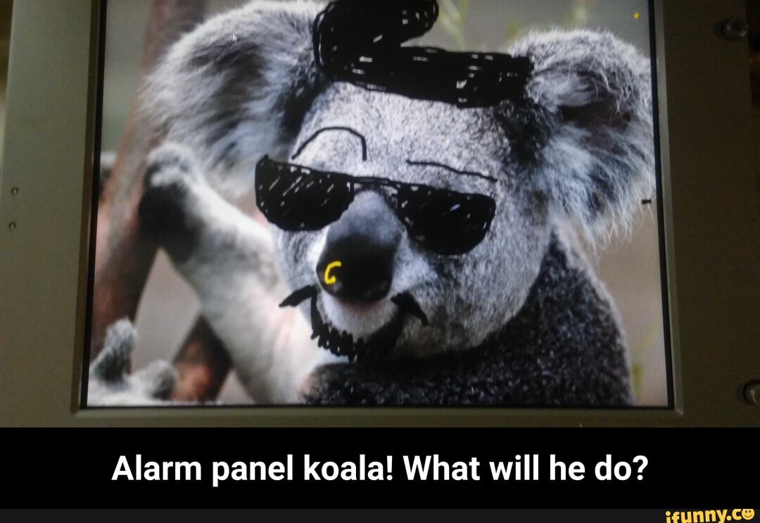 Stoned Koala Meme
