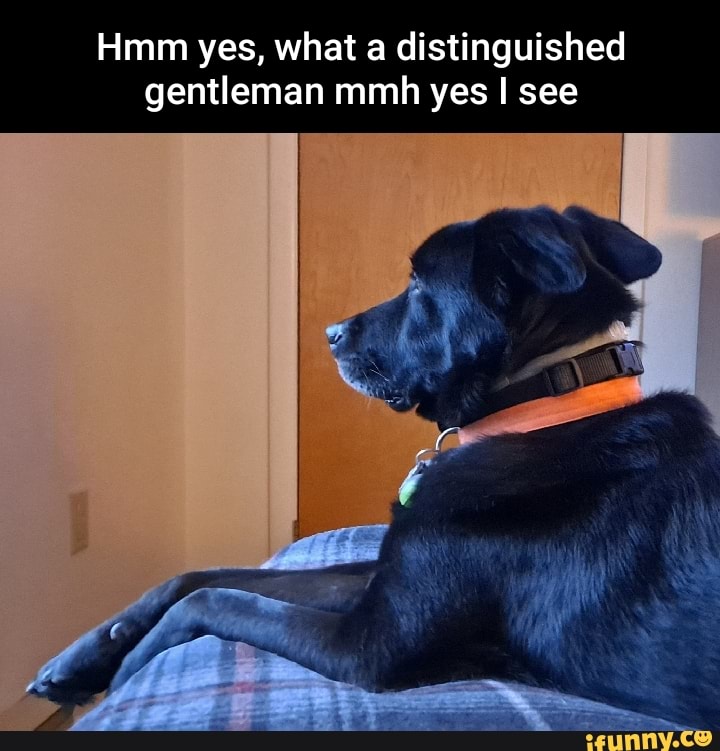 Hmm yes, what a distinguished gentleman mmh yes I see - iFunny Brazil