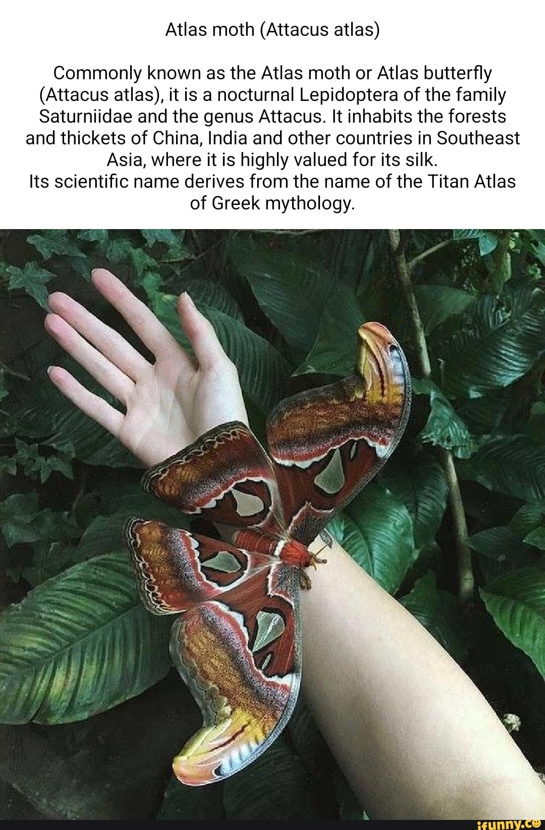 Atlas moth (Attacus atlas) Commonly known as the Atlas moth or Atlas ...