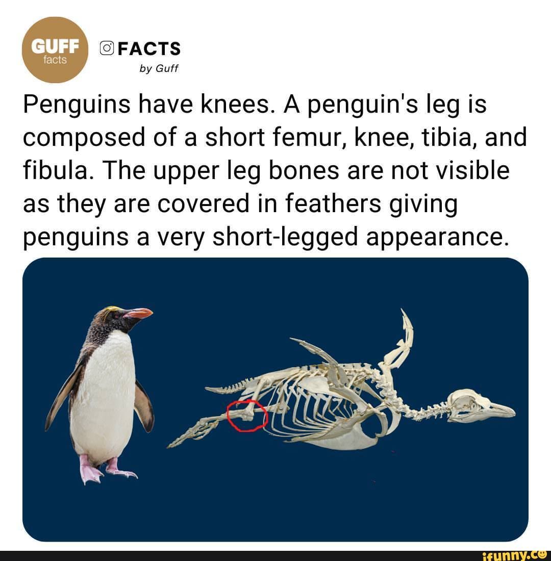 FACTS by Guff Penguins have knees. A penguin's leg is composed of a ...