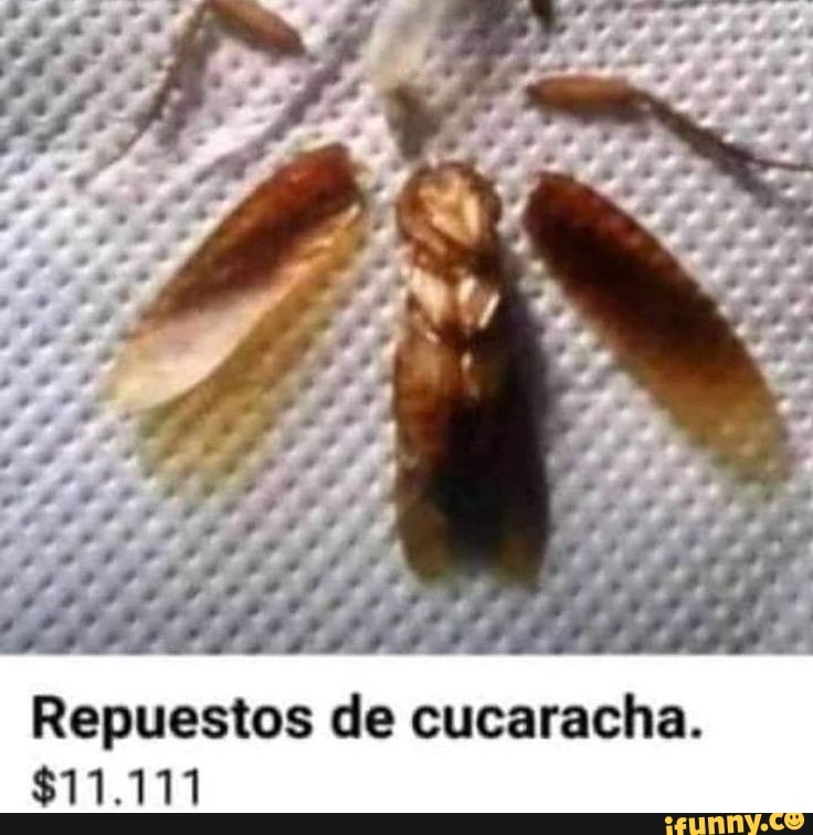 Cucaracha memes. Best Collection of funny Cucaracha pictures on iFunny ...