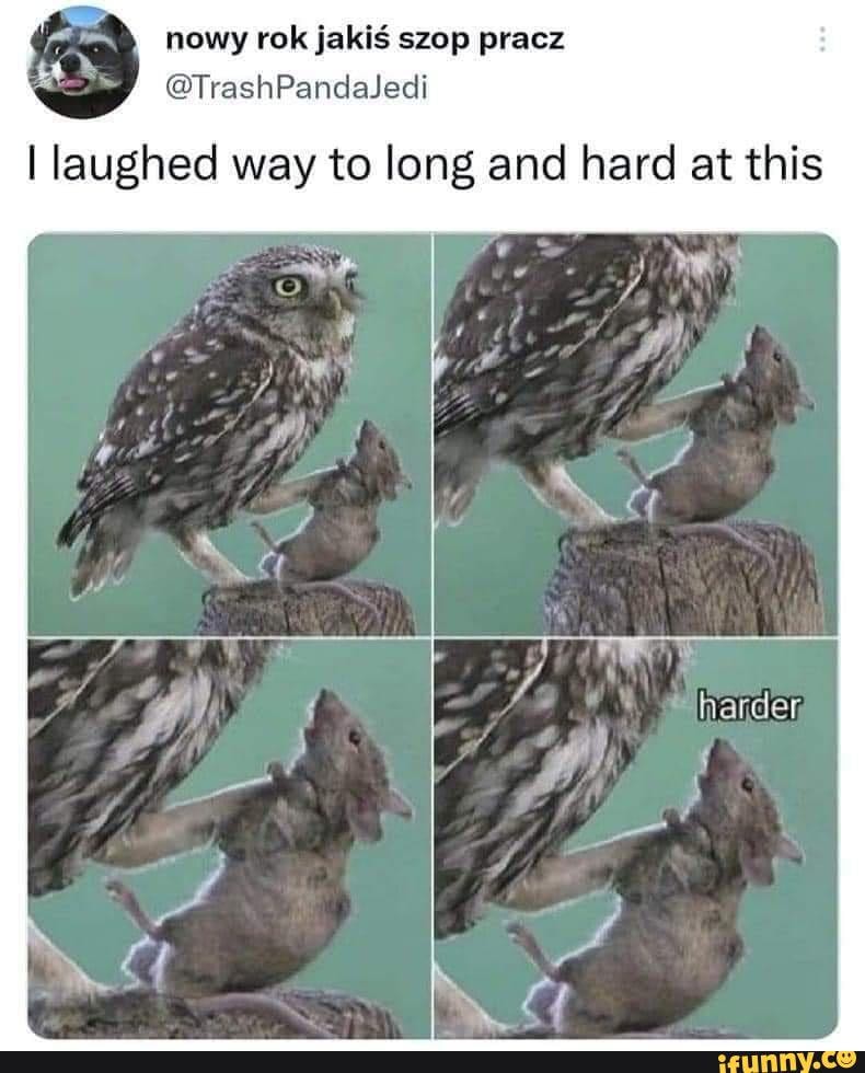 The Return of the Meme (vol. 482) - nowy rok jaki.szop pracz I laughed ...