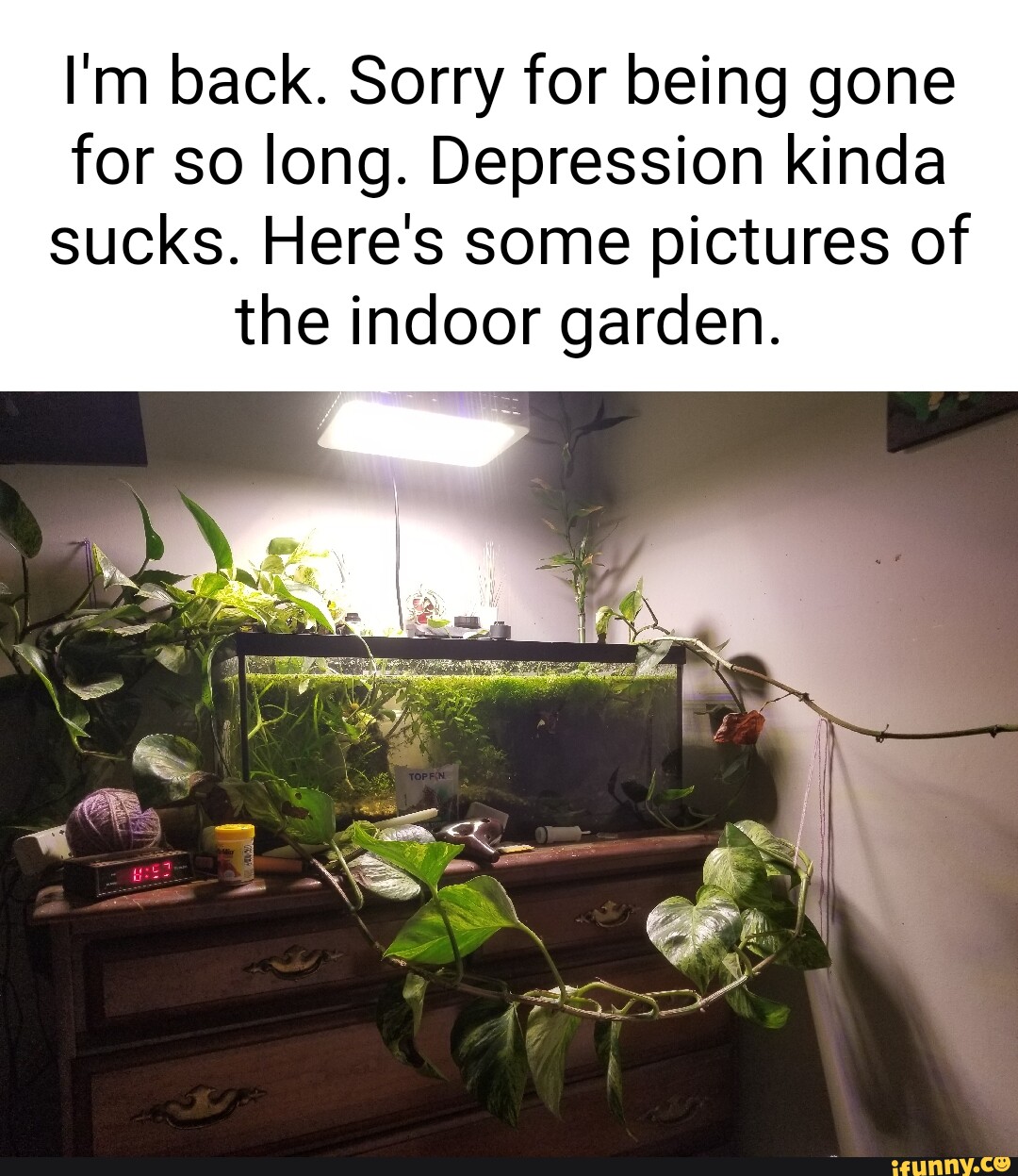 Pothos memes. Best Collection of funny Pothos pictures on iFunny Brazil