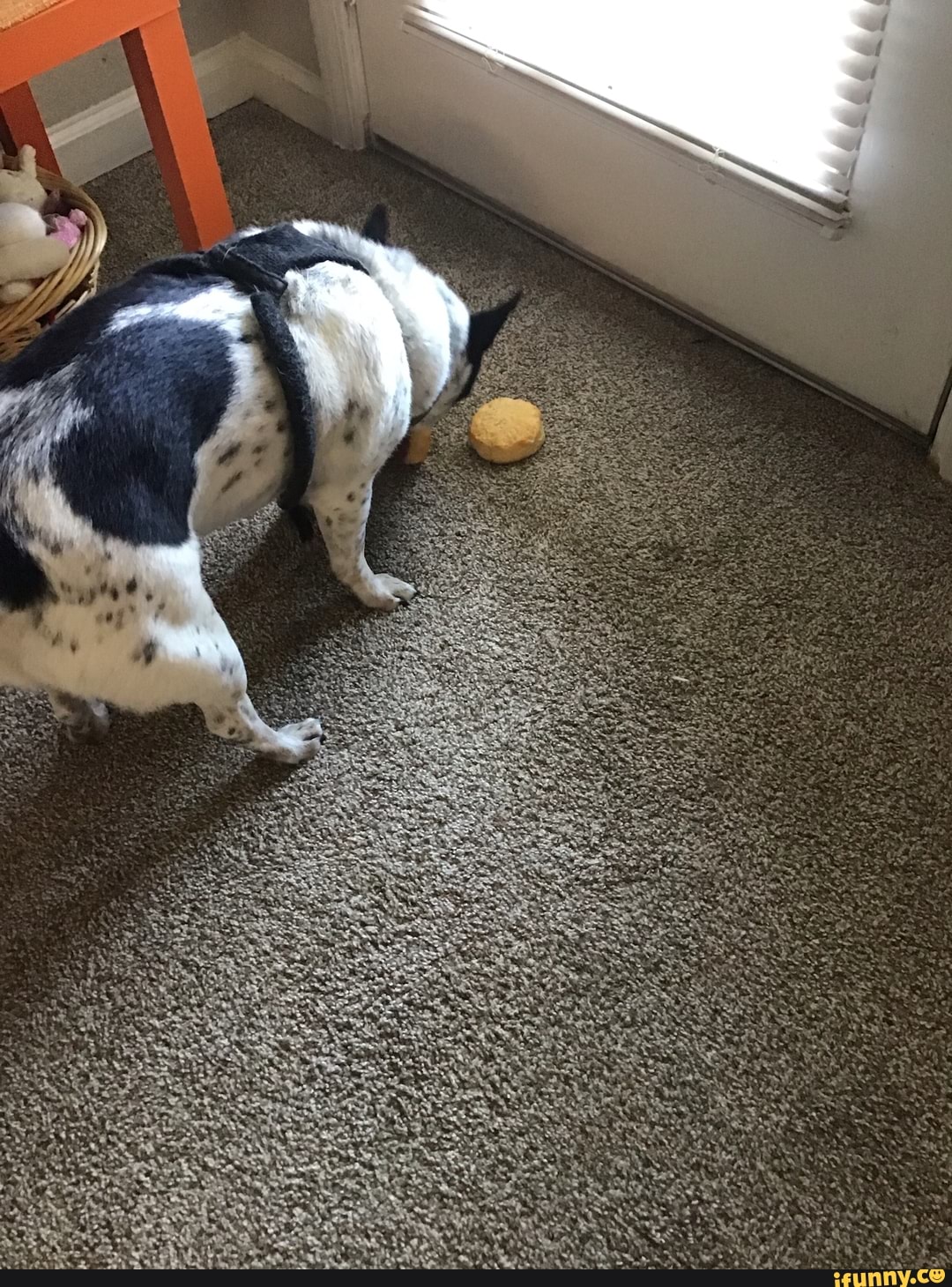 My dog voreing a biscuit - iFunny Brazil