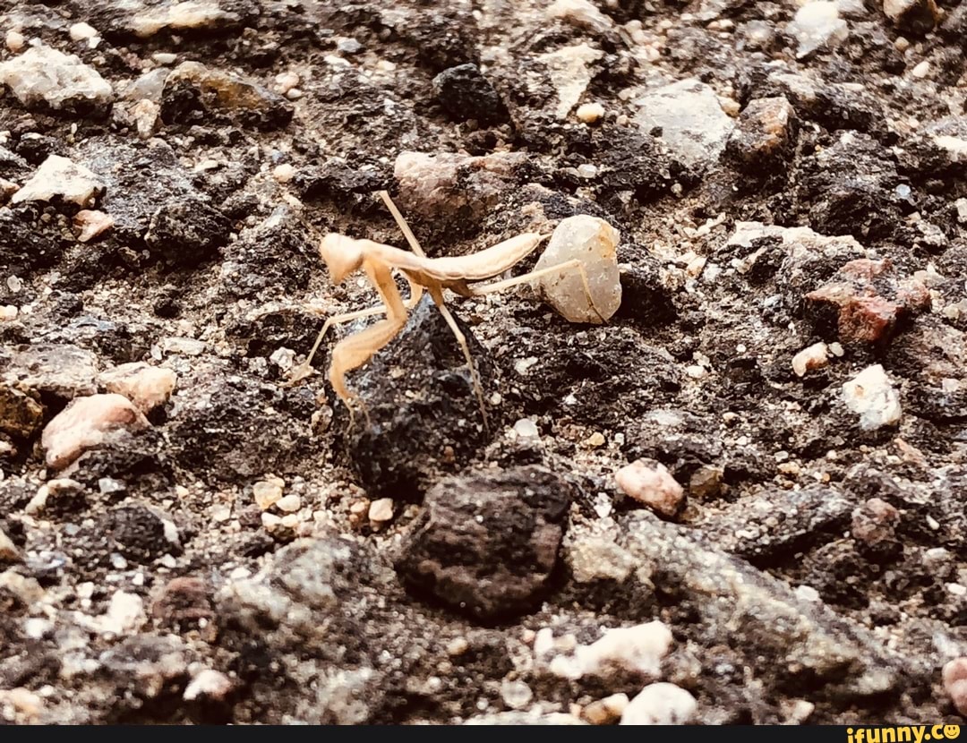 Praying_mantis memes. Best Collection of funny Praying_mantis pictures ...