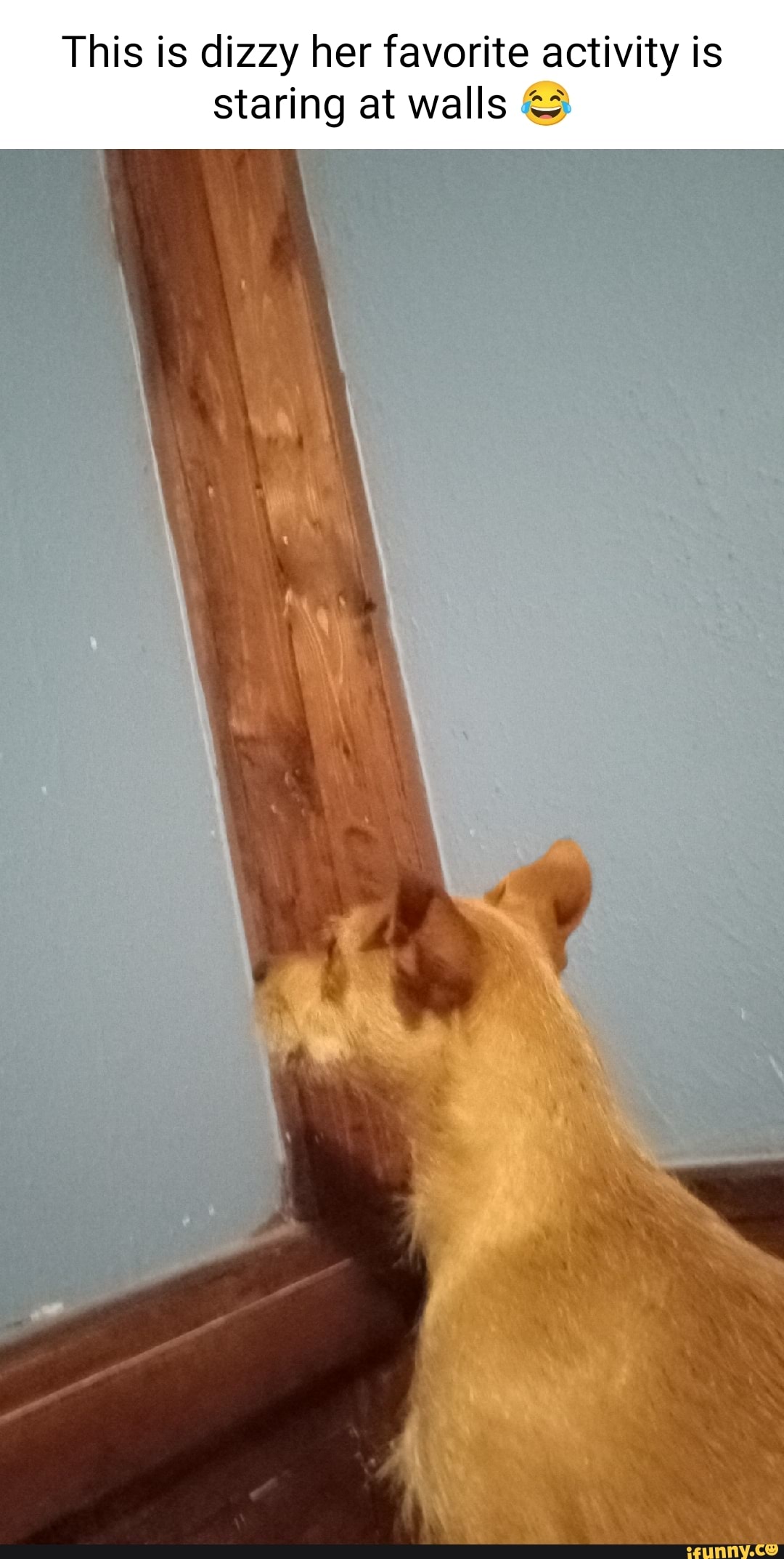 This is dizzy her favorite activity is staring at walls - iFunny Brazil