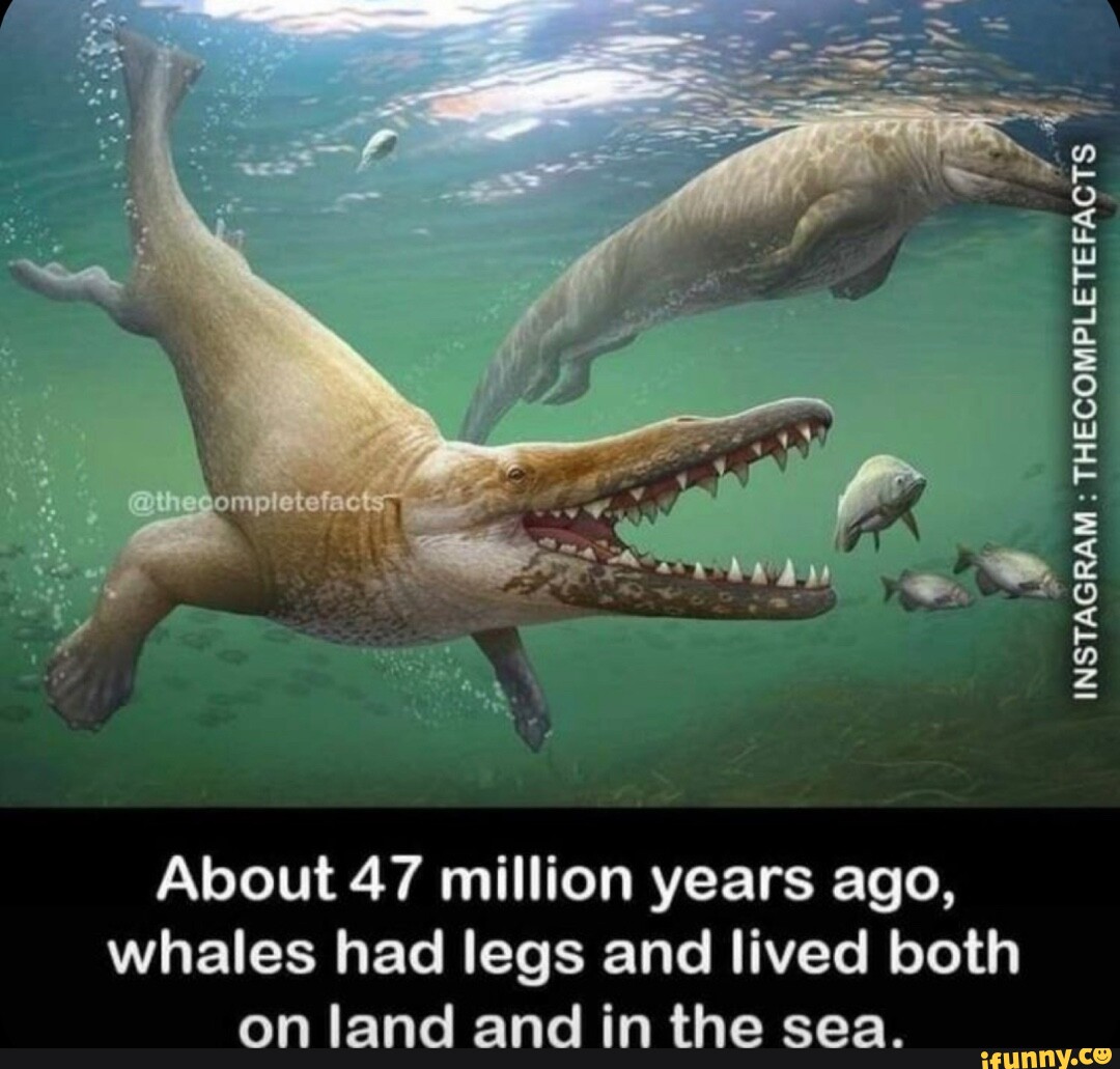 About 47 million years ago, whales had legs and lived both on and in ...