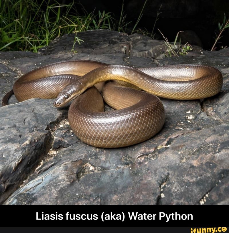 Liasis fuscus (aka) Water Python - Liasis fuscus (aka) Water Python ...