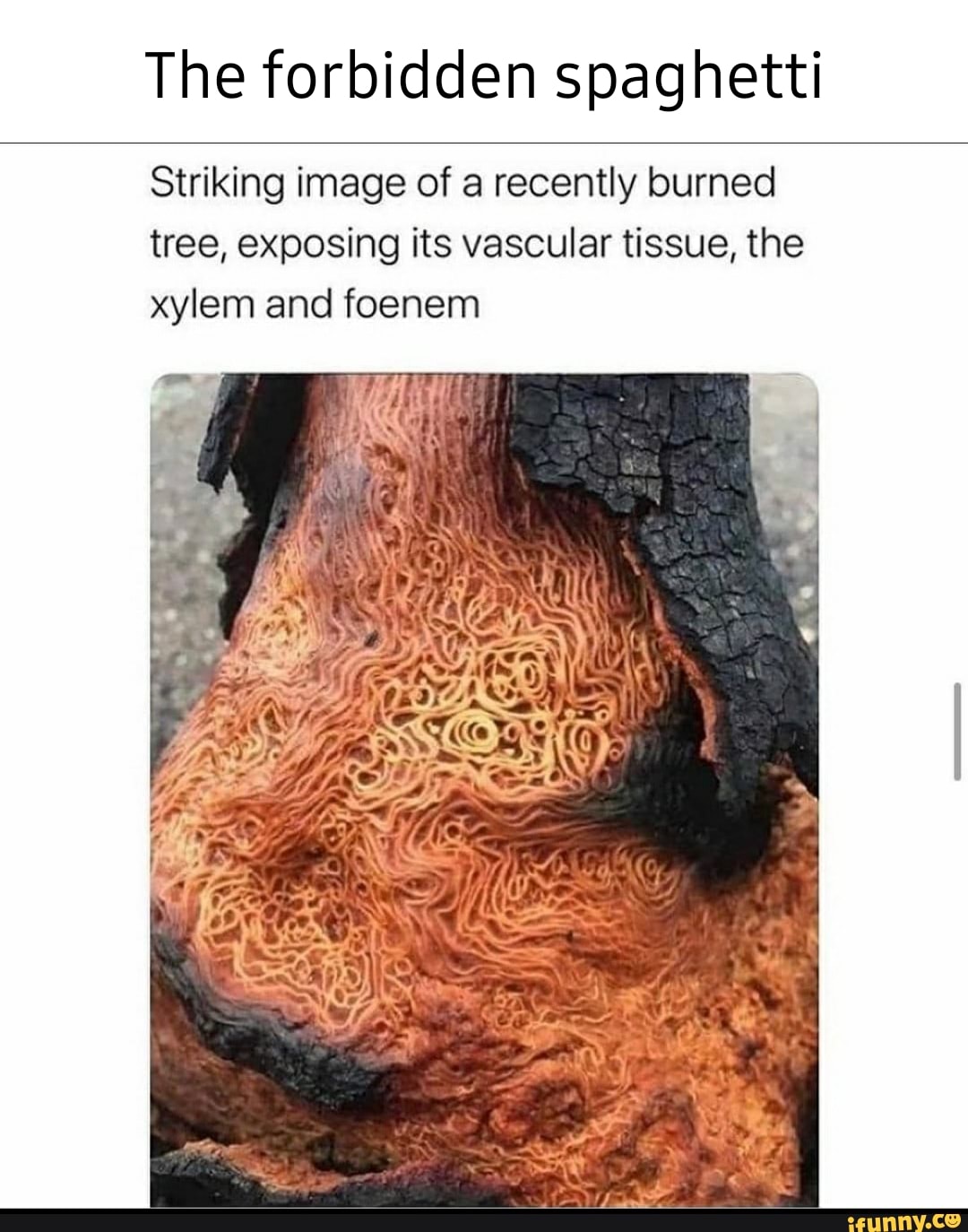 The forbidden spaghetti Striking image of a recently burned tree ...
