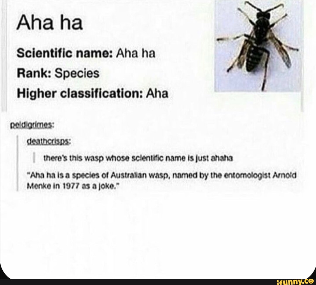 Aha ha Scientific name: Aha ha Rank: Species Higher classification: Aha ...