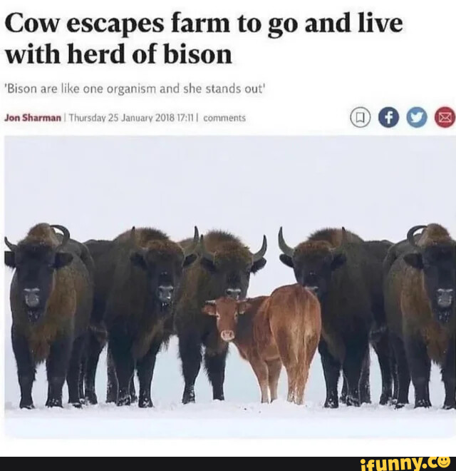 Cow escapes farm to go and live with herd of bison 'Bison are like one ...