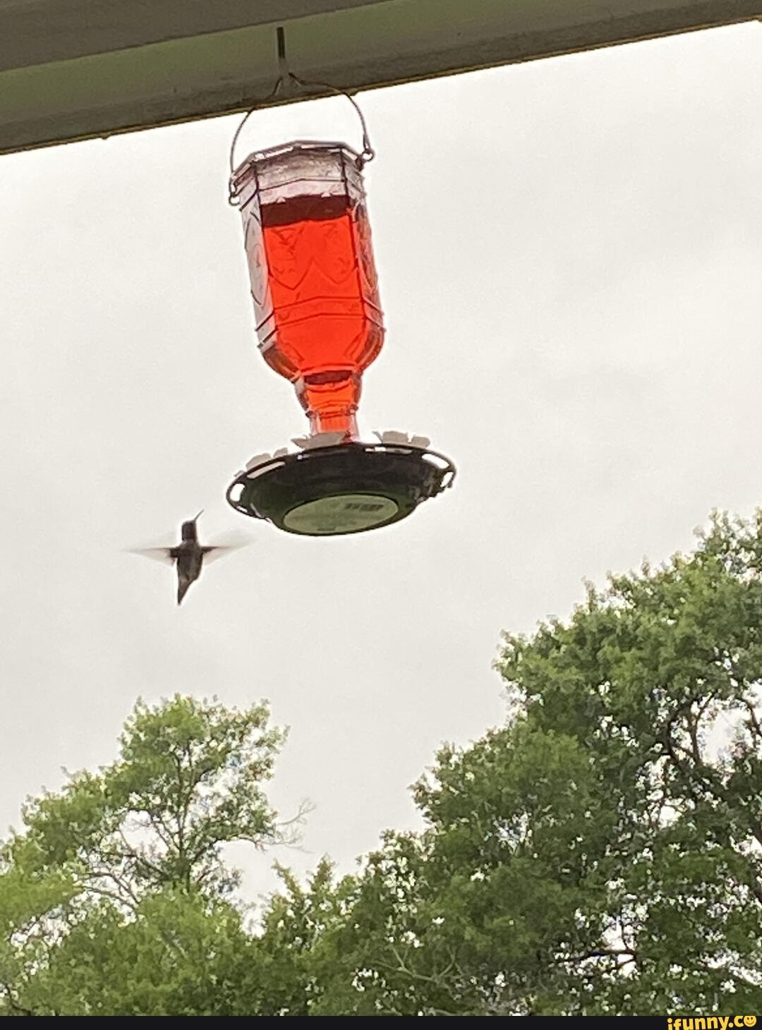 Hummingbirds memes. Best Collection of funny Hummingbirds pictures on ...