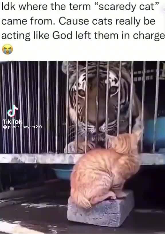 God Of The Internet Cat